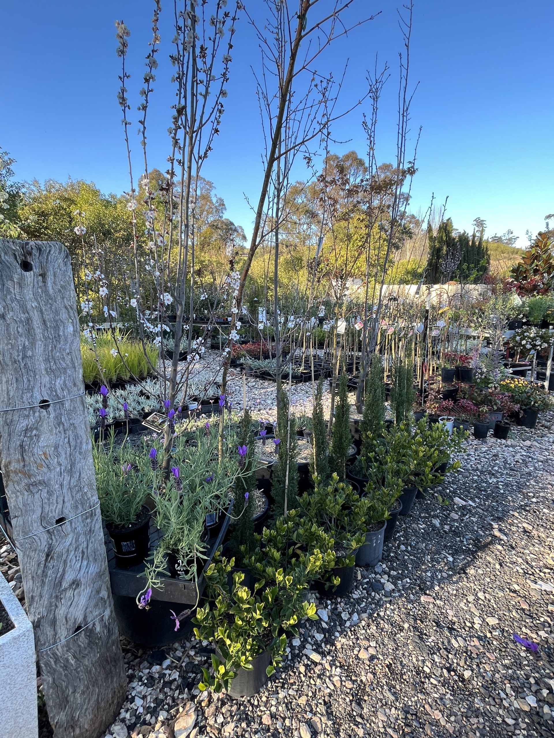 Trading Hours – Red Leaf Wholesale Nursery